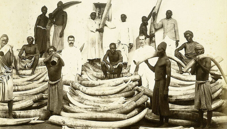 Discover the World of Ivory Beauty Science Surprising Alternatives ...