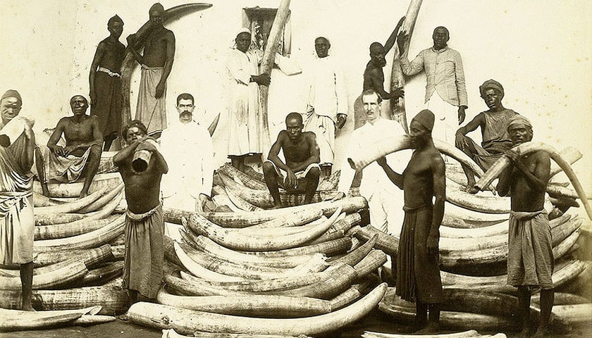 Discover the World of Ivory Beauty Science Surprising Alternatives ...