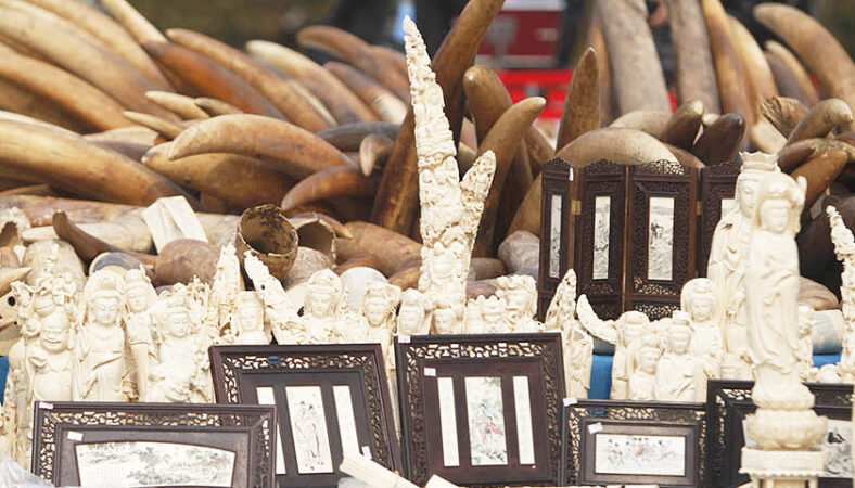 Discover the World of Ivory Beauty Science Surprising Alternatives ...