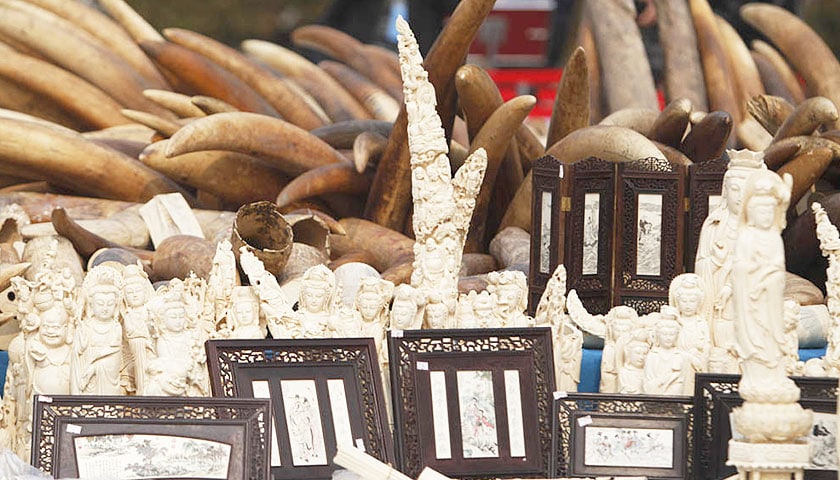 Discover the World of Ivory Beauty Science Surprising Alternatives ...