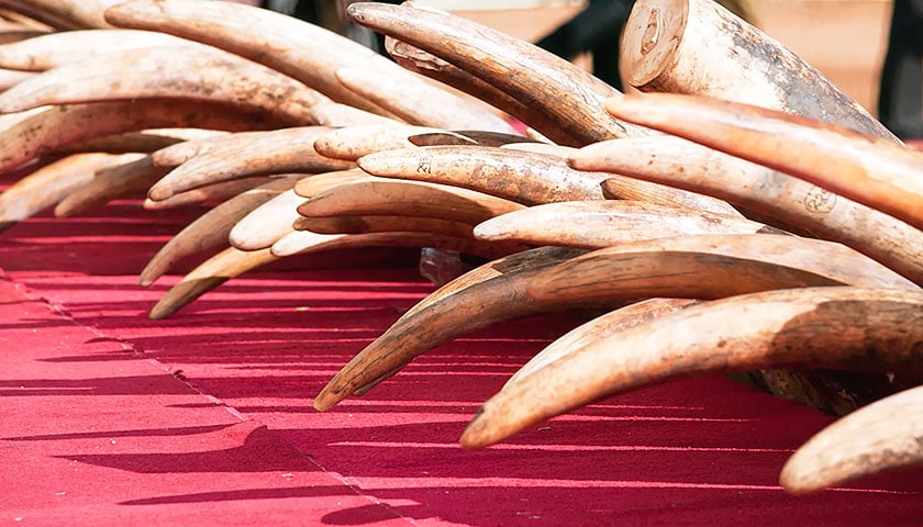 Discover the World of Ivory Beauty Science Surprising Alternatives ...