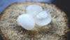 Milky Quartz Meaning Properties Benefits Uses - Aurora Gems The Crystal ...