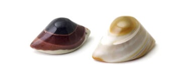 Eye Agate Meaning Properties Benefits Uses - Aurora Gems The Crystal ...